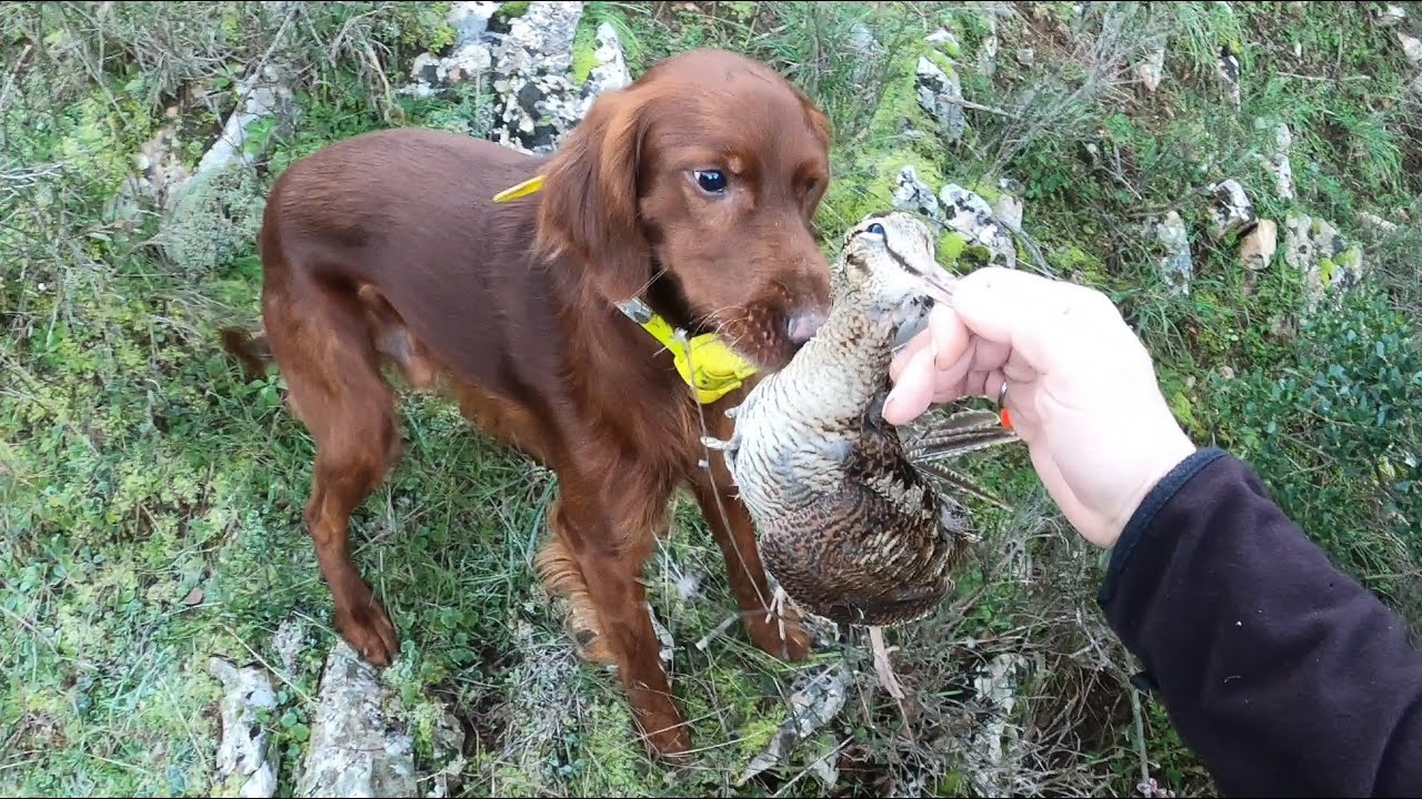 CACCIA ALLA BECCACCIA SETTER IRLANDESE! IRISH SETTER HUNTING WOODCOCK ...