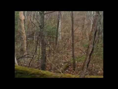 Охота на волков. Поиск волчьего логова. Видео Павла из ЕАО.