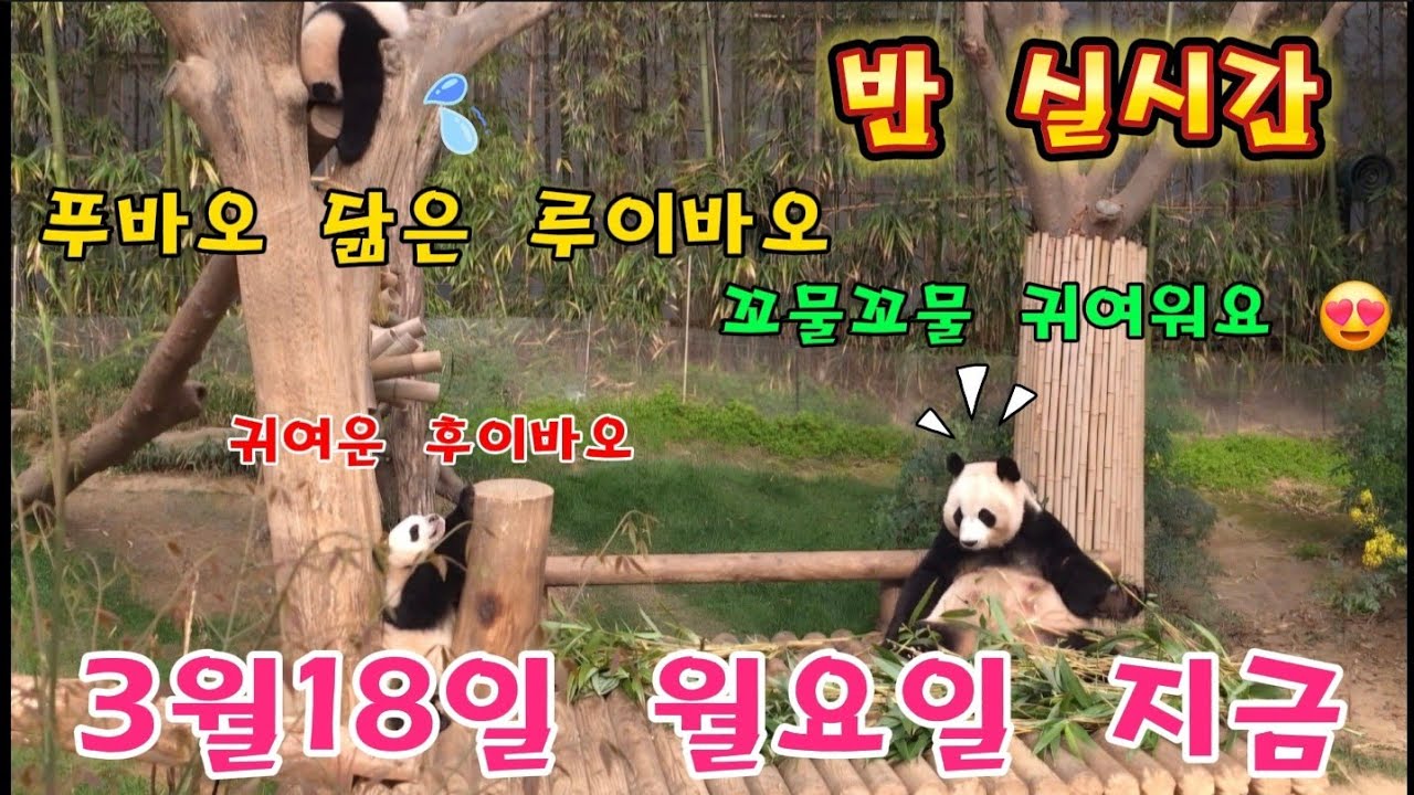 에버랜드 판다월드 2024년 3월 18일 월요일 꼬물꼬물 예쁜 바오가족😚😘😂 Youtube