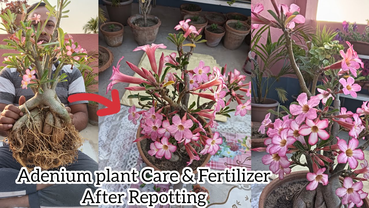 Adenium/Desert Rose Care & Fertilizer in March#adenium #desertrose ...