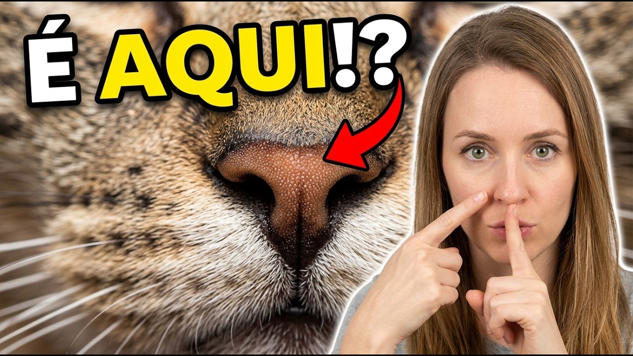 A “Impressão Digital” dos Gatos Está Aqui (Você Sabia Disso?) - Gatil ...