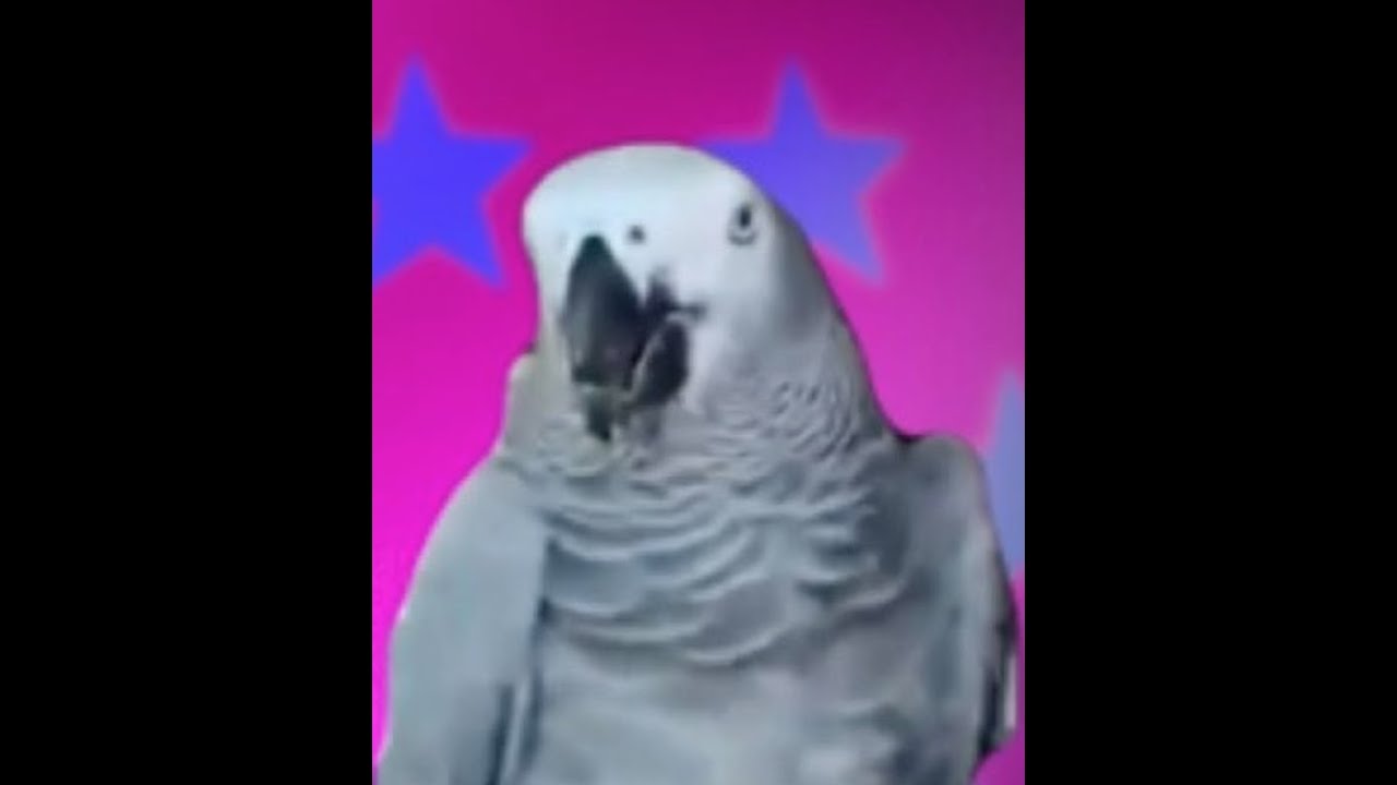 Chanel the Parrot is Missing - original remix - YouTube