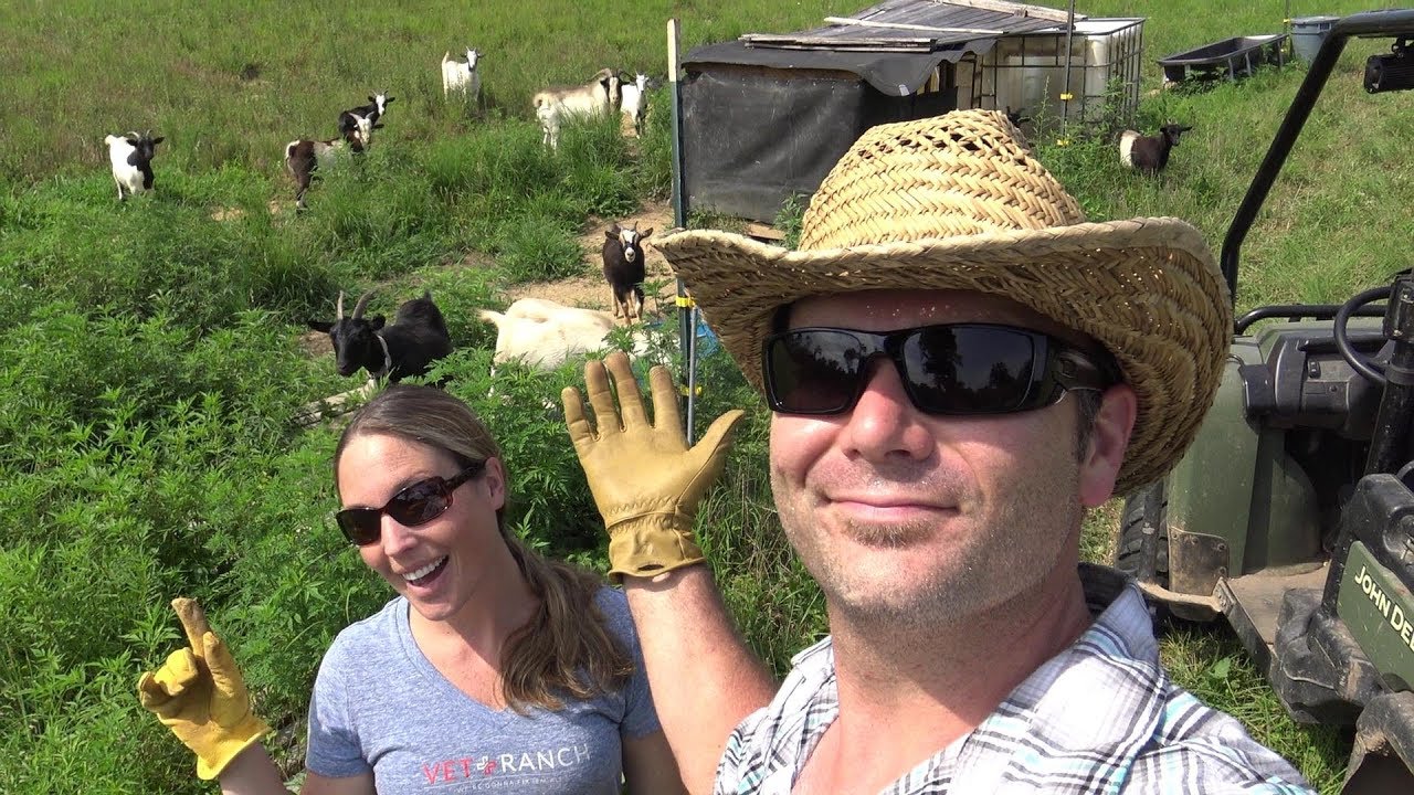 PESKY GOATS WONT STAY IN THE PEN! Fence gets re-worked..Why Mrs ...