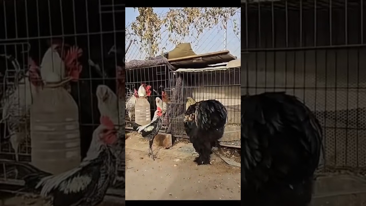 Long mộng gà nè kon 😂 #shorts - YouTube