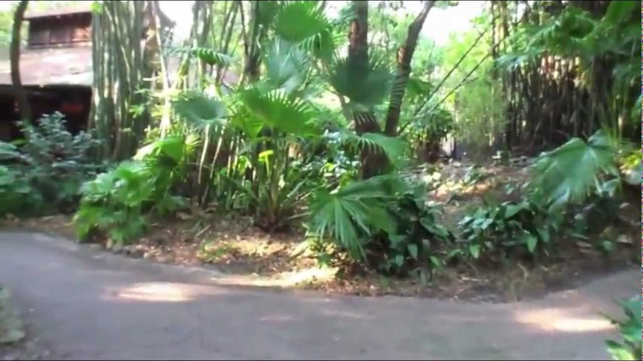 Pangani Forest Exploration Trail at Disney's Animal Kingdom Walt Disney ...