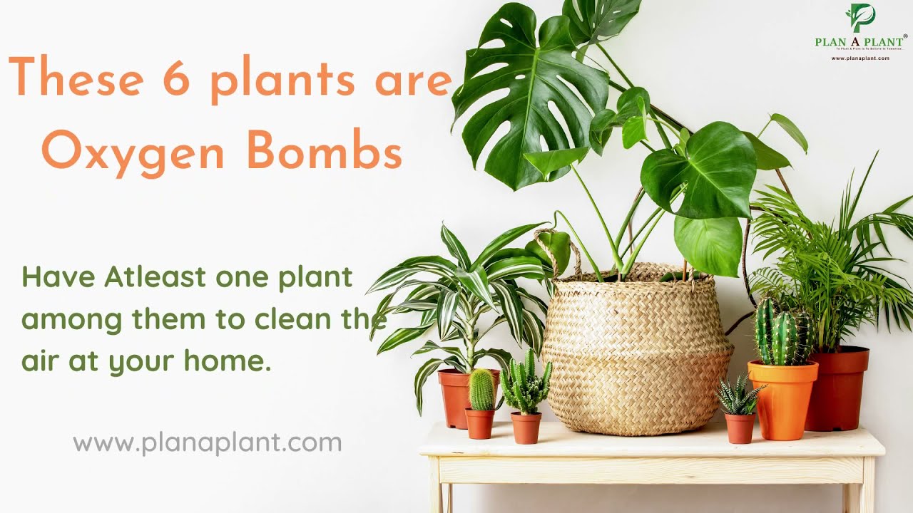Best 6 Oxygen Indoor Plants - Oxygen bombs - YouTube