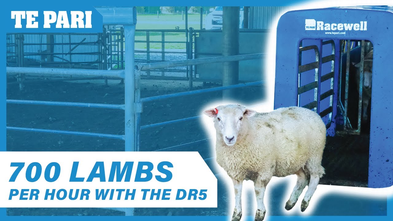 Auto Drafting 700 Lambs an HOUR | Kevin Clucus - YouTube