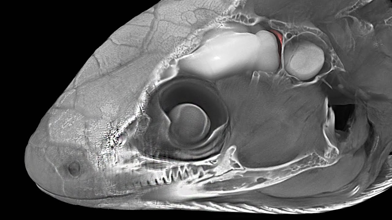 *REAL* Lizard brain anatomy 3D - Fire skink *4K* - YouTube