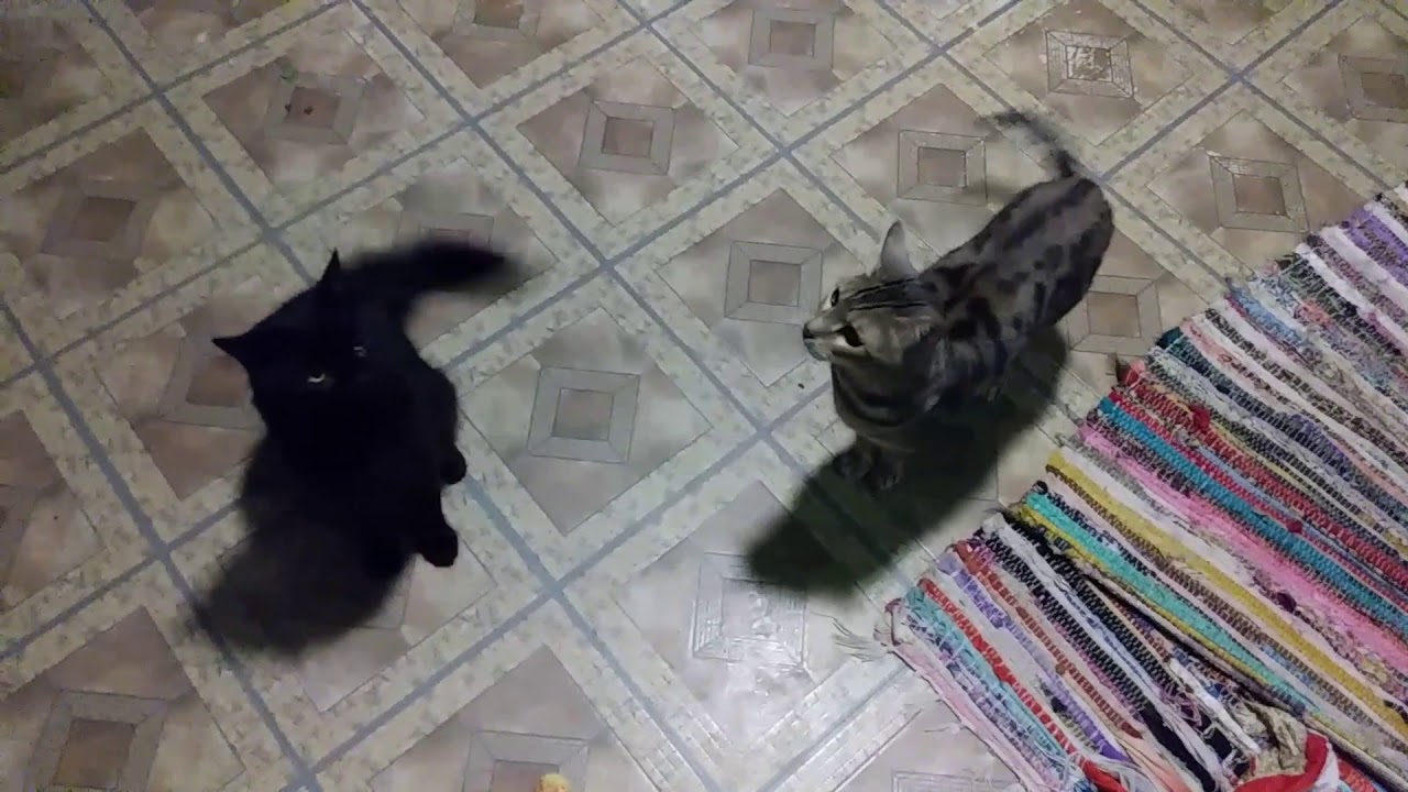 CATS SINGING!!! WIZARD OF OZ! - YouTube