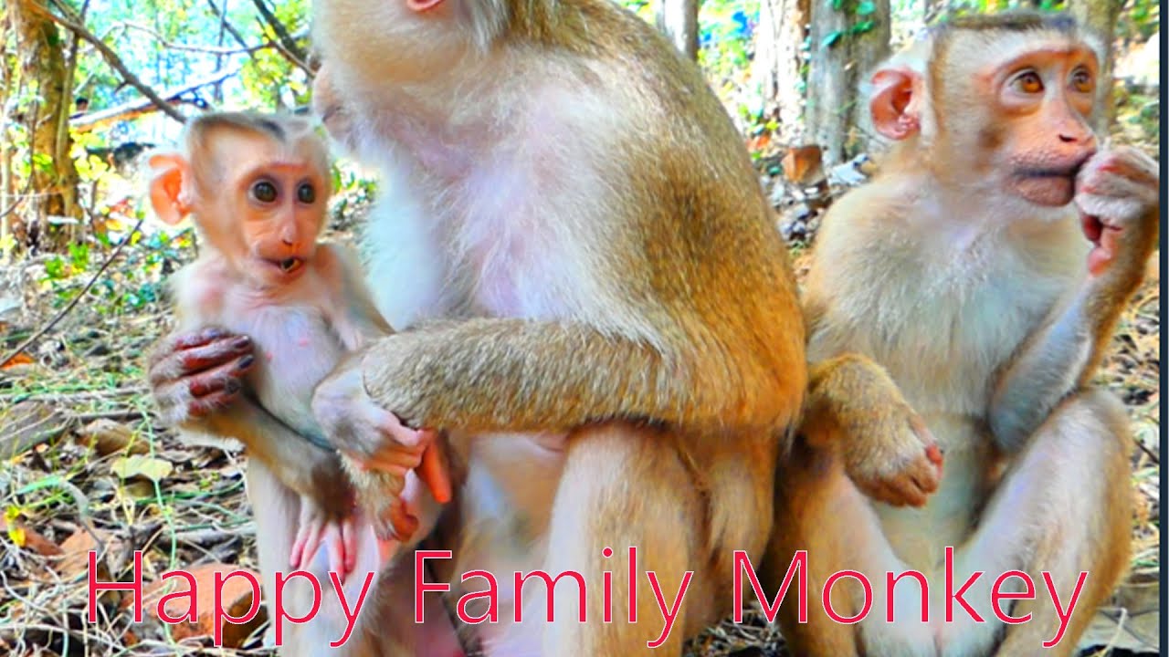 Mora's Family is one of the most kind-hearted monkeys, they're polite ...