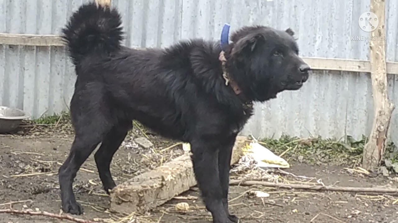 bakharwal dog sheep dog - YouTube