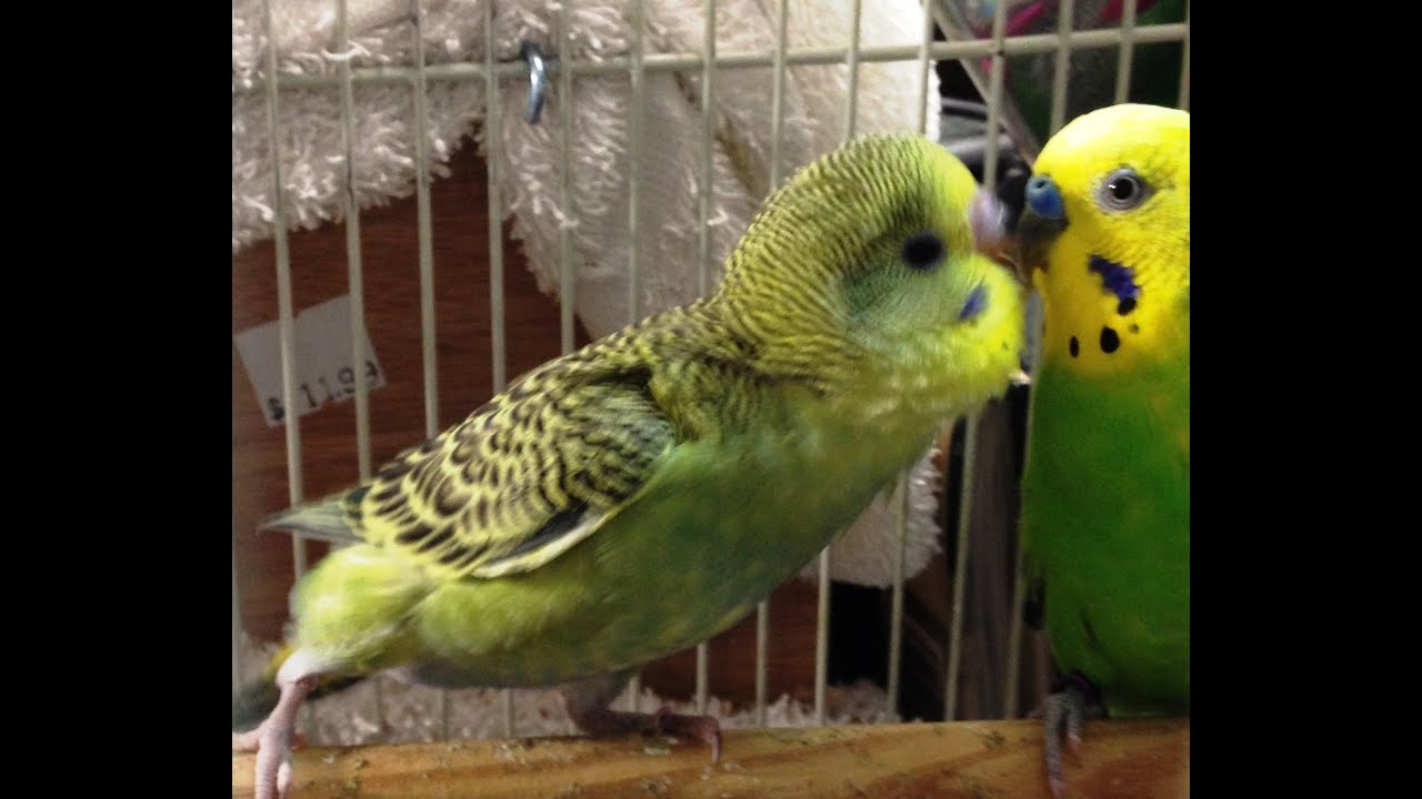 Head Bobbing Budgie Parakeet Baby BB at 37 days old Aug 7th, 2014 in my ...