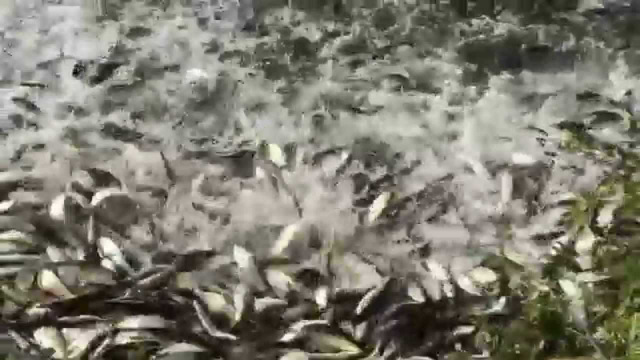 Fish stampede - YouTube