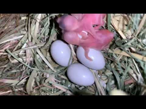 Java sparrow egg hatched Mashallah first breed k bachy aa gay