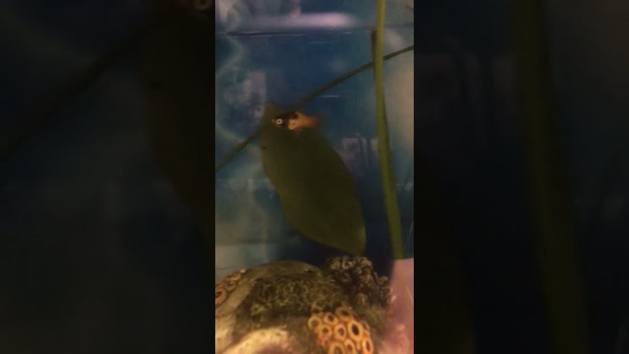 Are my fish sus - YouTube