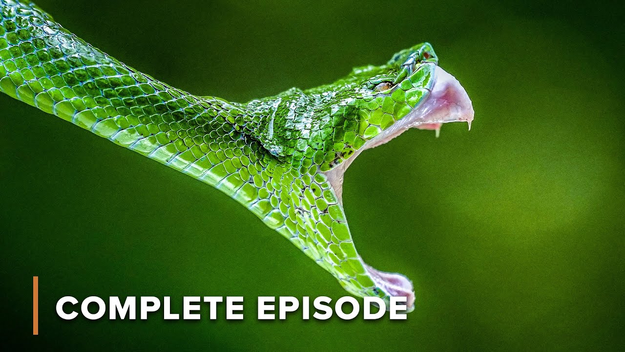Hunting Secrets of Australia's Deadliest Snakes | Extreme Snakes 101 ...