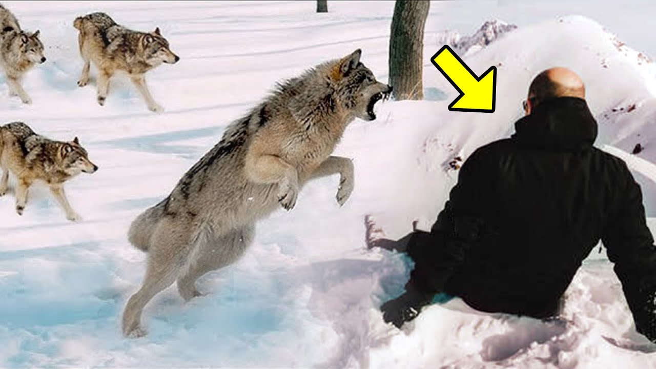 Wolves Surrounded A Wounded Man Who Thought He Would Die, Then ...