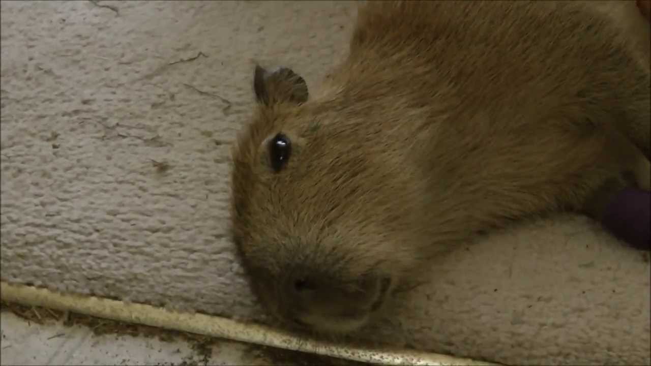 Little Tuff'n Capybara Recovers Quickly リトルカピバラをすばやく回復 - YouTube