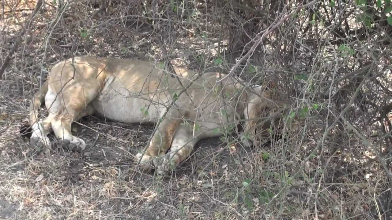 Lioness Hears Baby Crying - YouTube