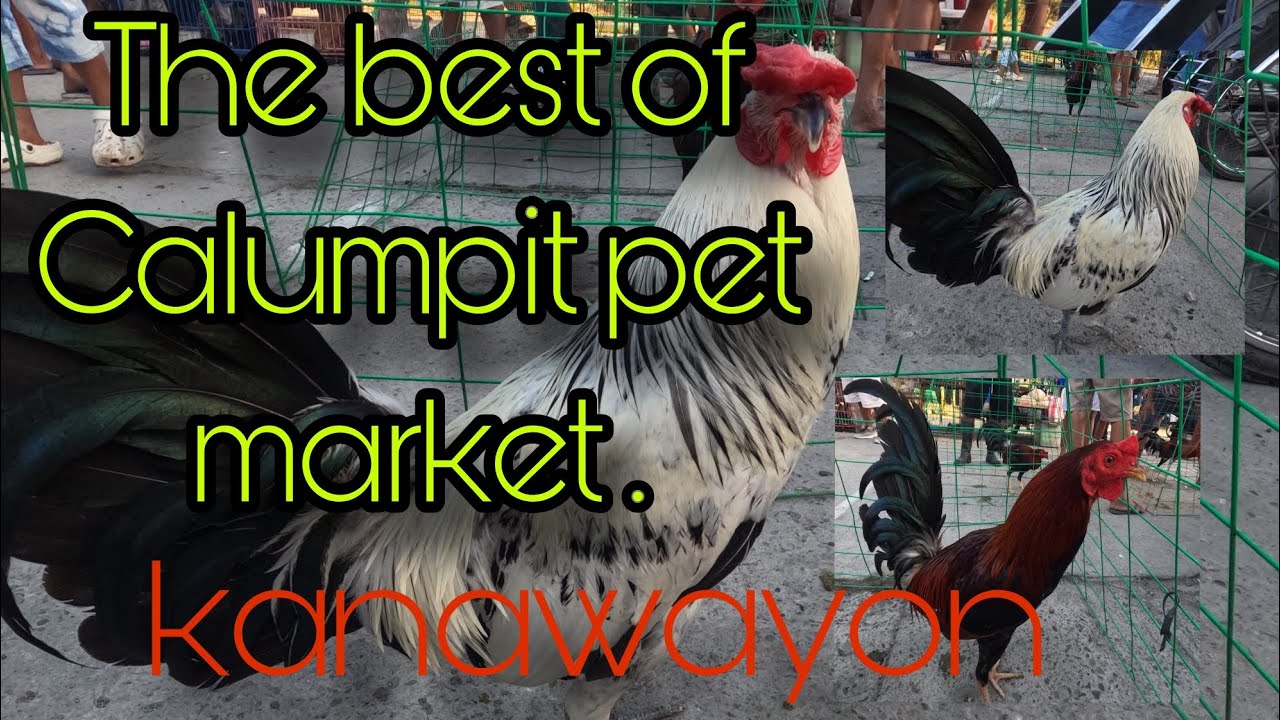 The best of calumpit pet market kanawayon. - YouTube