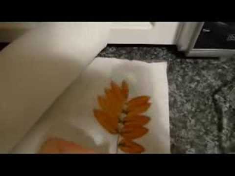 drying out leaves in microwave - YouTube