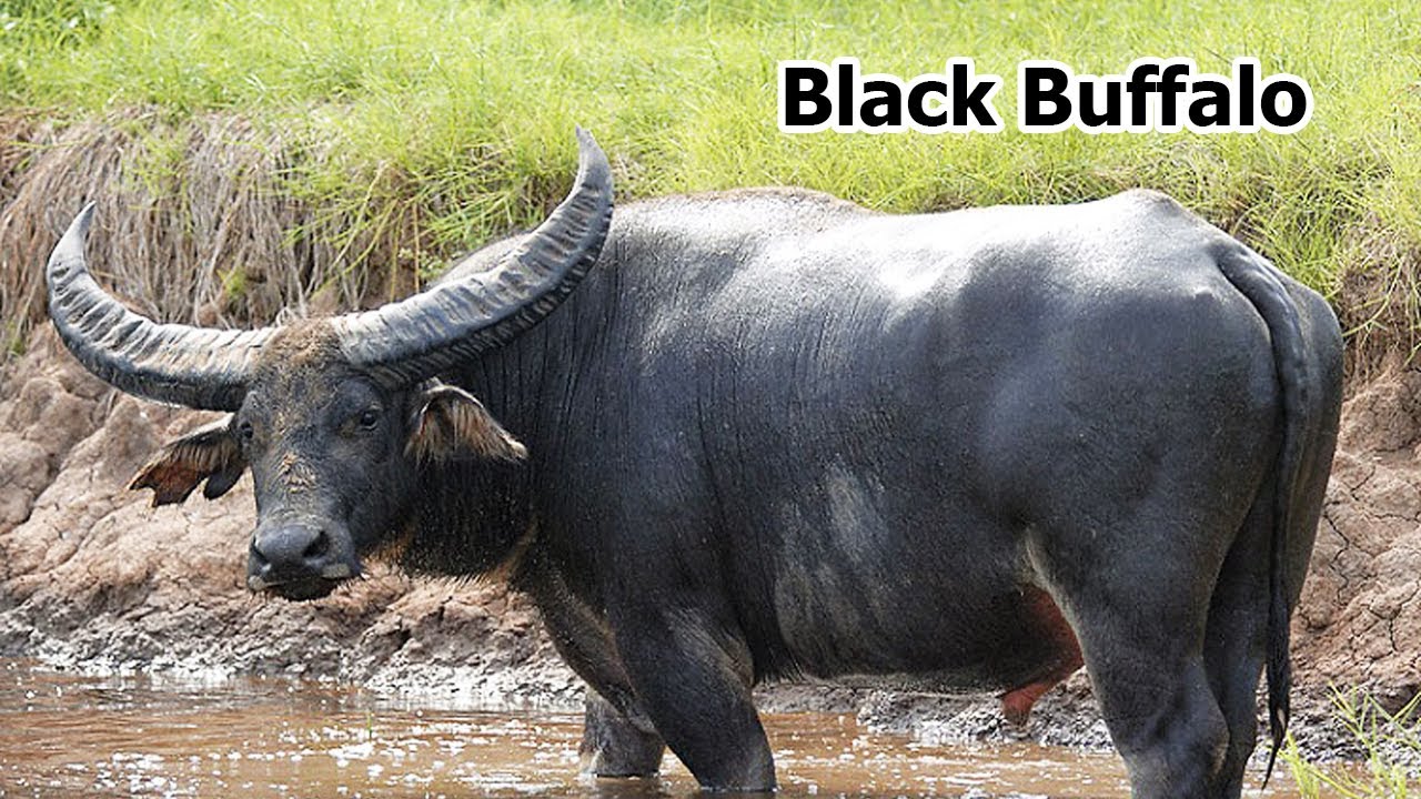 Black buffalo Herd Behavior in the Animals wild - YouTube