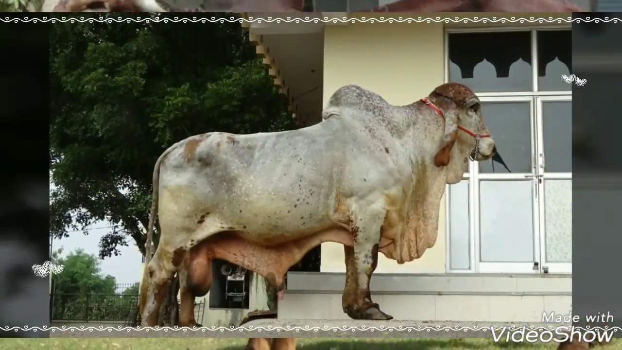 GIR GAUMATA IS _WORLD_BEST GAUMATA AT PRESENT TIME...!!!!! - YouTube