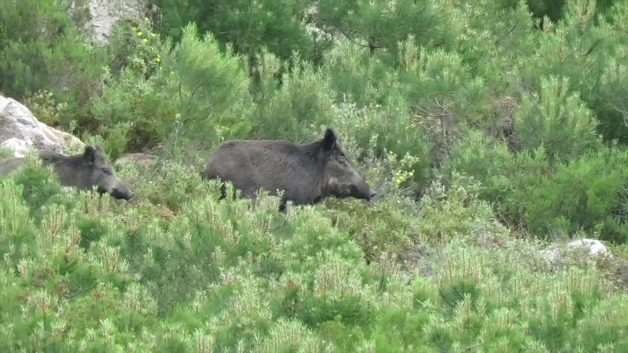 Familia de JABALÍES Jamuz Junio 2020 - YouTube