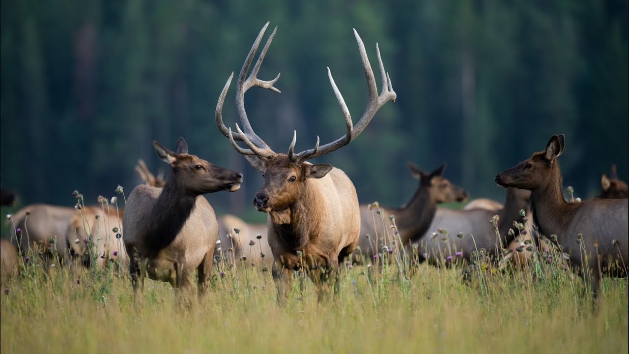 Herd of ELK in Virginia ??!🤷🏻‍♂️ it’s true big herd (gang) elk right ...