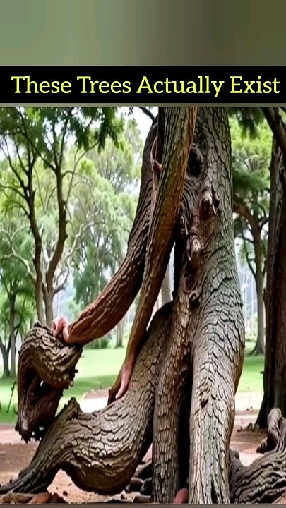 most unusual trees in the world! #shorts #facts #shortsfeed - YouTube