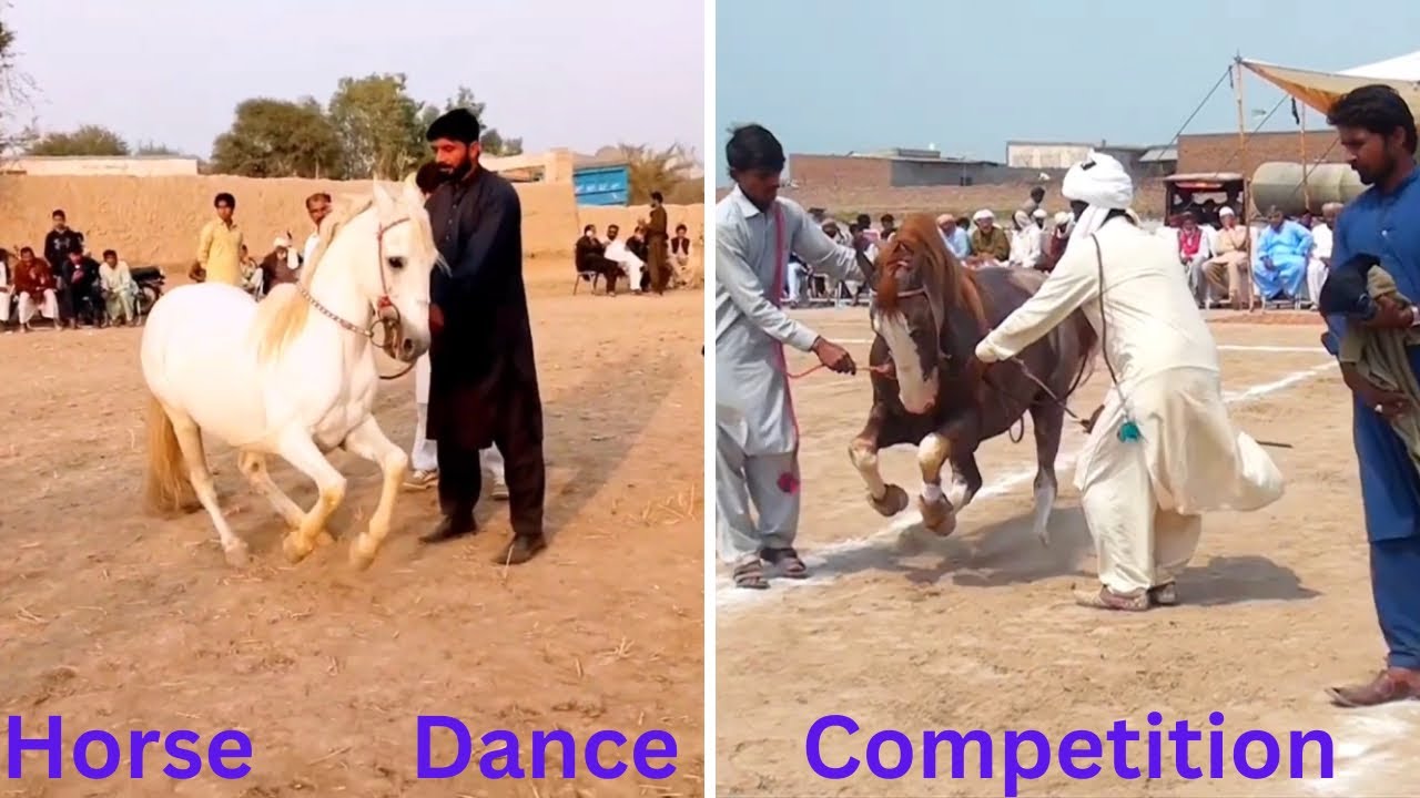 Horse Dance Competition Well Ghora Well 🐴 - YouTube