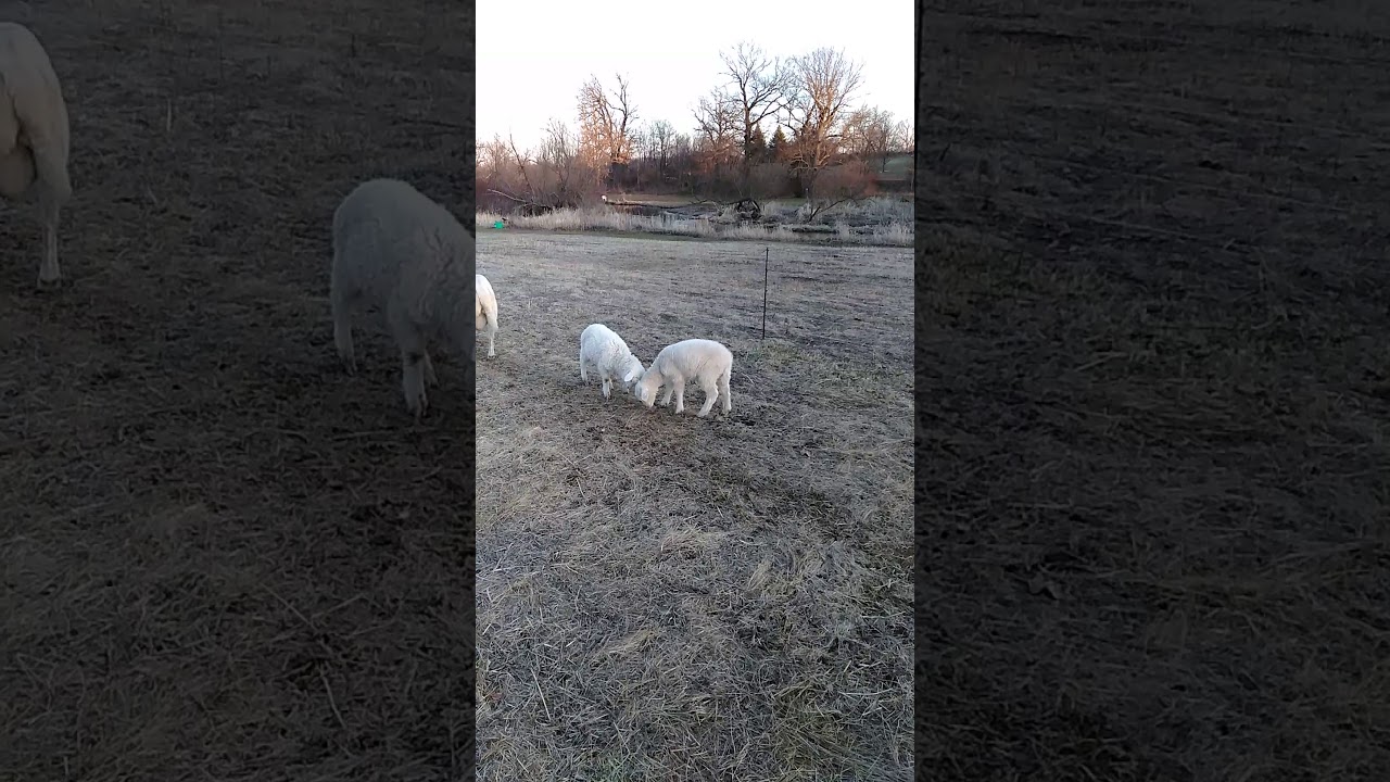 Lambs being rams - Strong healthy lambs, care and growth - YouTube
