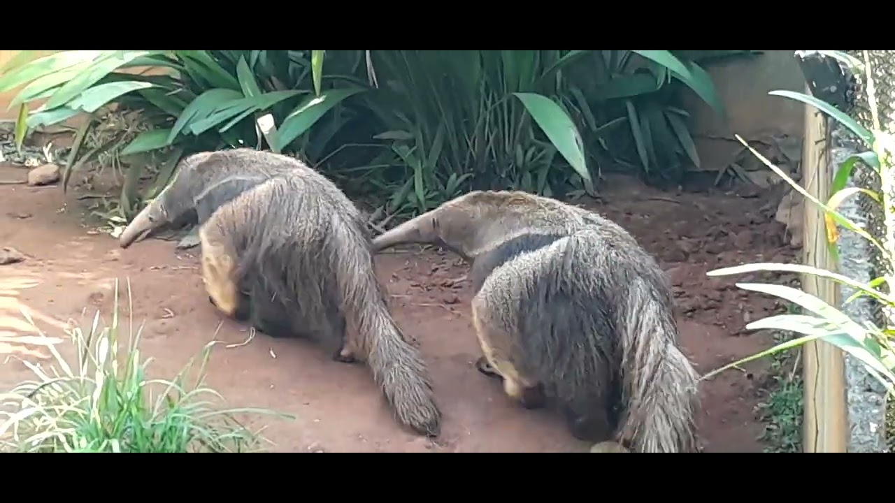 Bicho Esperto junto dos Tamanduás Bandeira no Zoo de SP - YouTube
