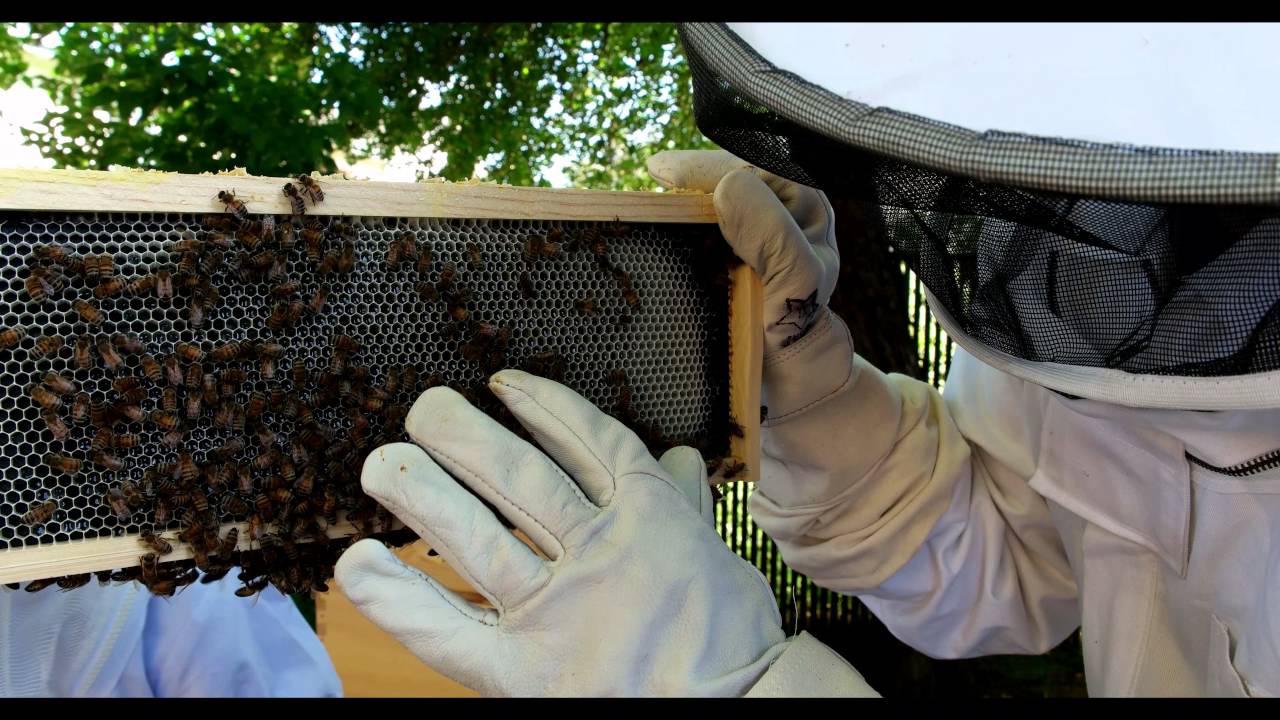 Viking Apiary Installing Imirie Shim - YouTube