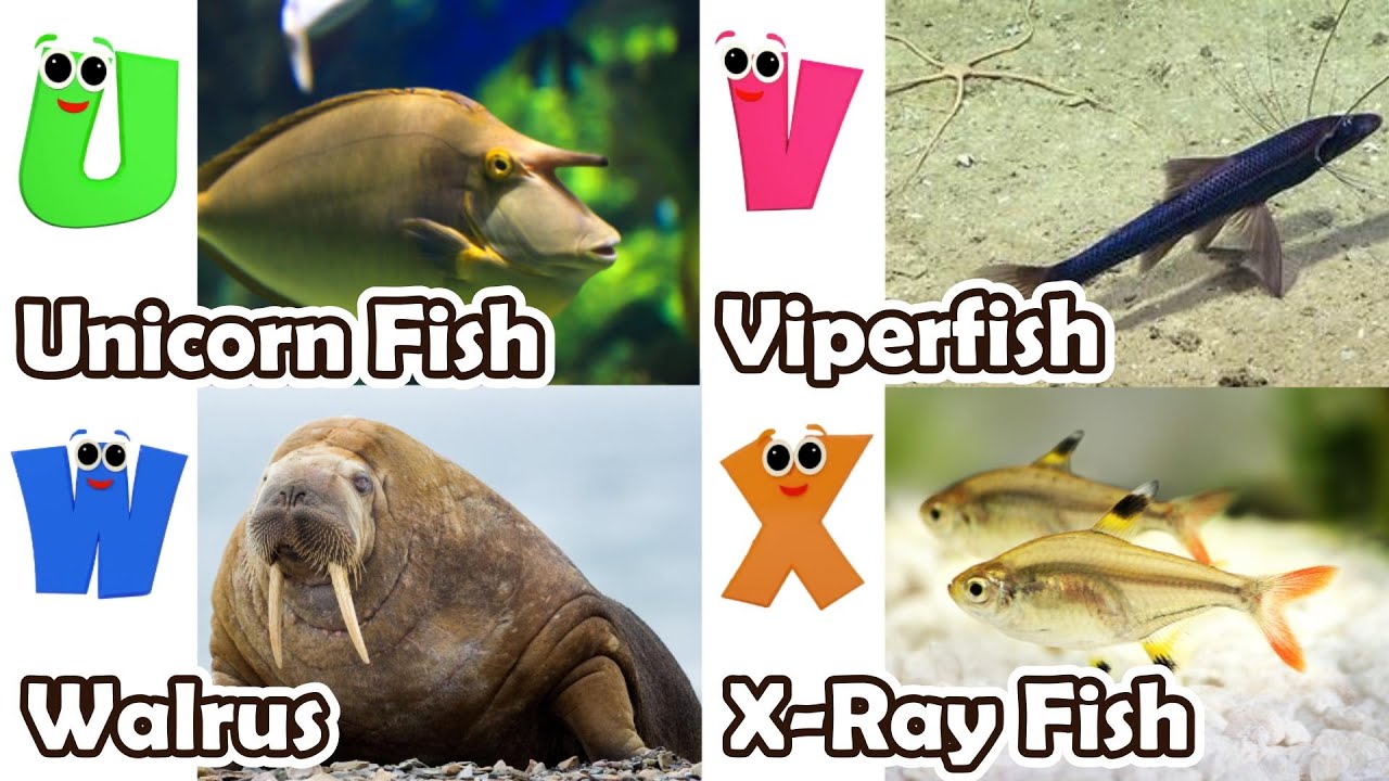 ABC Sea Animals song | Learn Alphabets | English and Animals for Kids ...