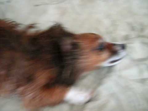 Wet and upset corgi - YouTube