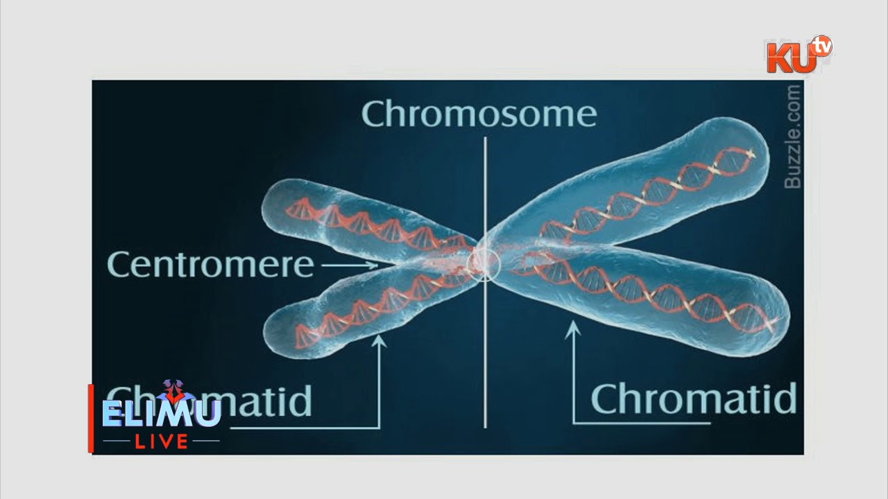 BIOLOGY, FORM 4 . TOPIC : GENETICS . TR. MARGRET GITAU. - YouTube