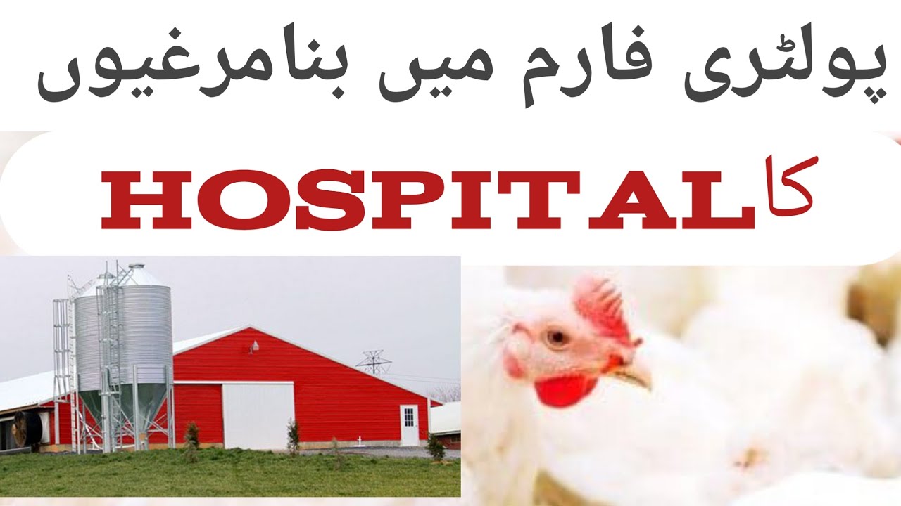 Chicken hospital made in Poultry farm/#farming - YouTube