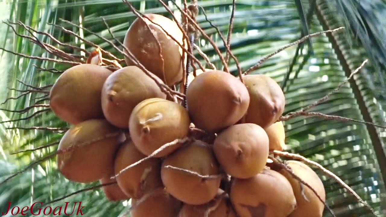 Tender Coconut plucking, cutting - YouTube