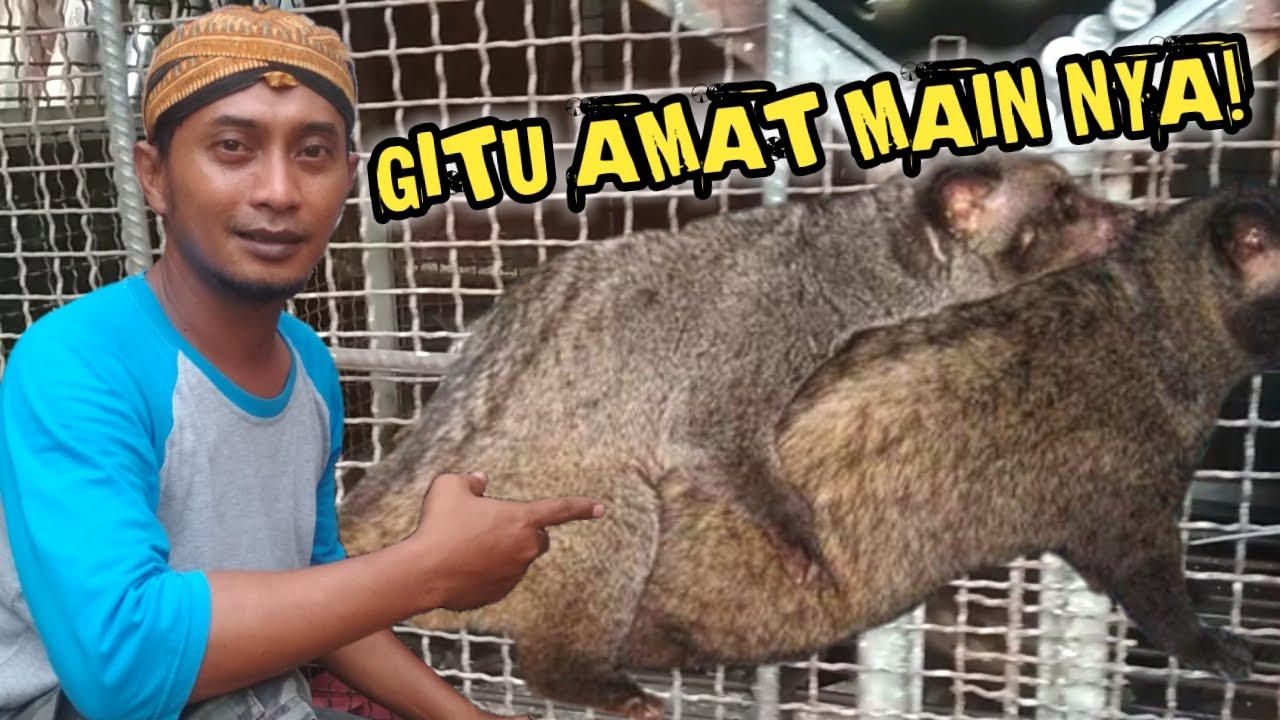 TANDA - TANDA BIRAHI PADA MUSANG DAN CARA MENGAWINKAN MUSANG - YouTube