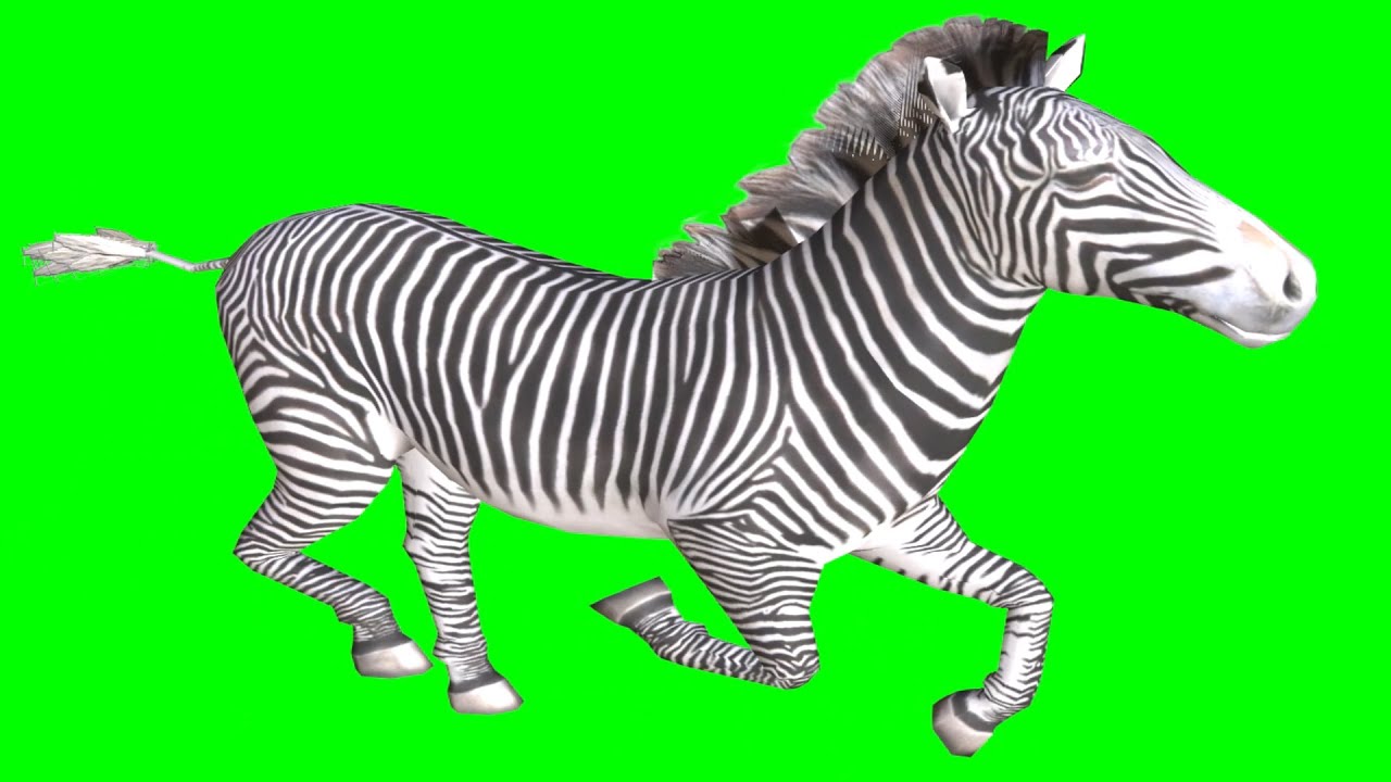 Green Screen Zebra full animation in all directions green screen - YouTube
