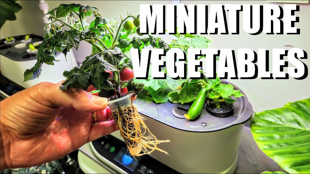 MICRO-VEGGIES INDOOR HYDROPONIC CROPS - YouTube