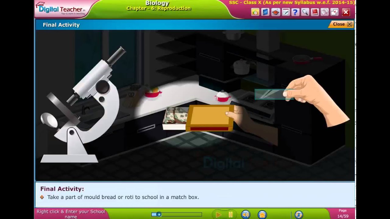 Spore Formation Activity-2 Observing Rhizopus, Class 10 Biology - YouTube