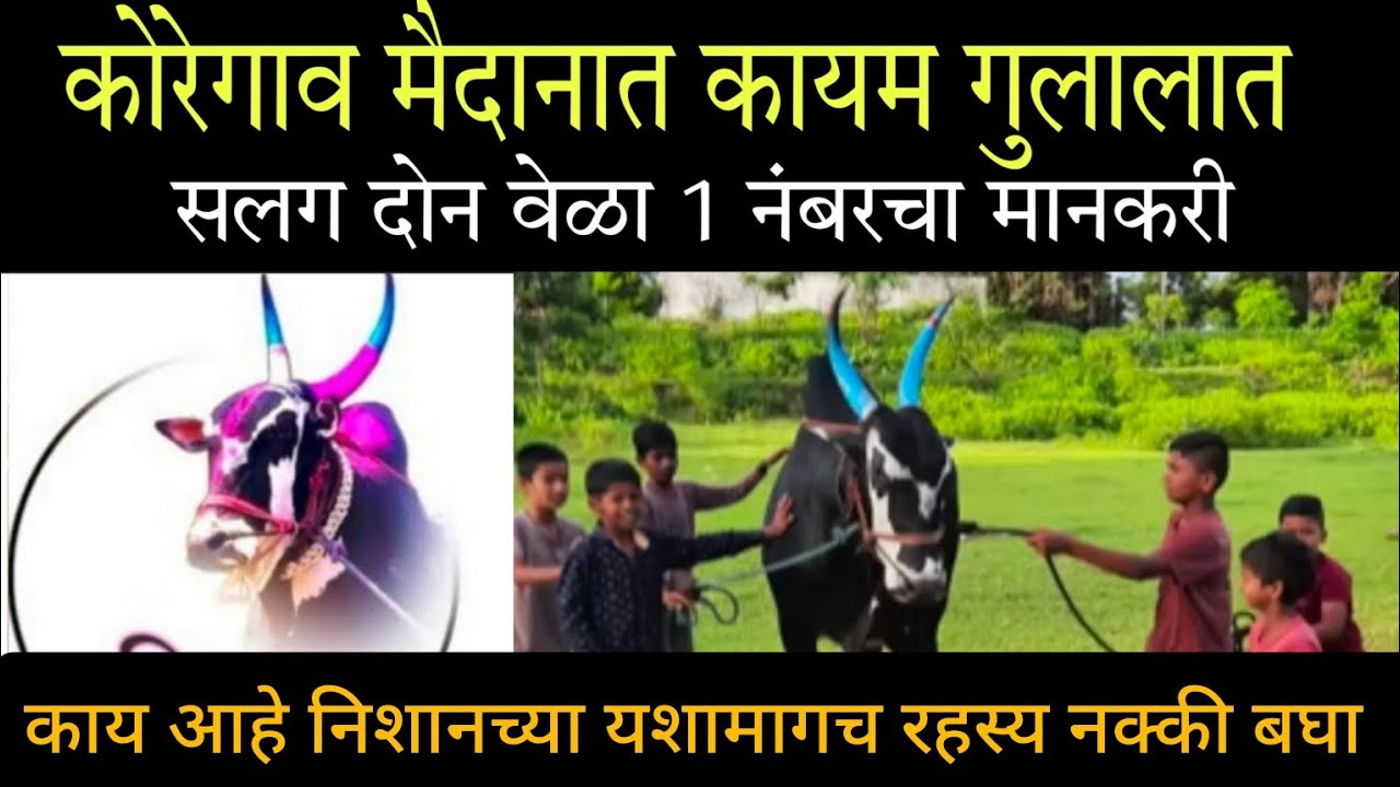 वहागावचा निशान सलग दोन वेळा कोरेगाव मैदानाचा मानकरी | निशान बैलाची कथा ...