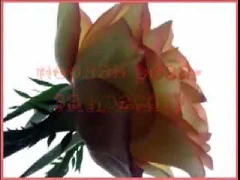 8 mart beynalxalq Qadinlar bayraminiz mubarek