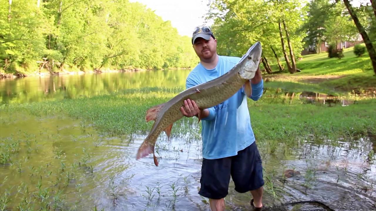 44" Elk River Musky - YouTube