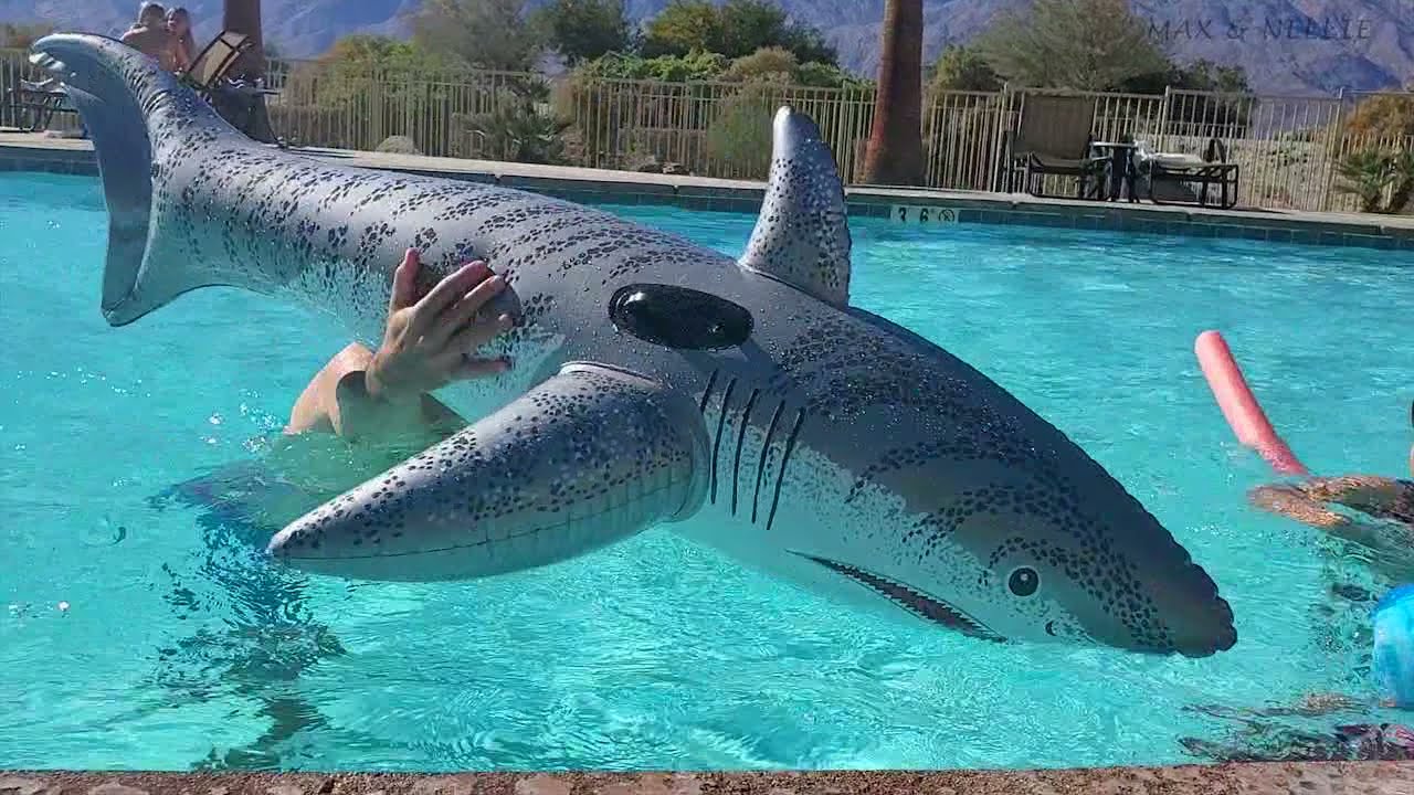 Kids Beat up Shark in Palm Springs - Defeating Shark & Water Fight- FUN ...