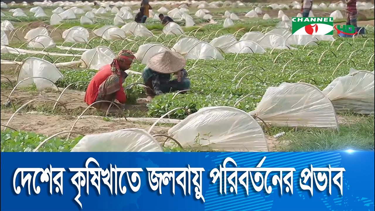 জলবায়ু পরিবর্তনের প্রভাব পড়ছে দেশের কৃষিখাতে - YouTube