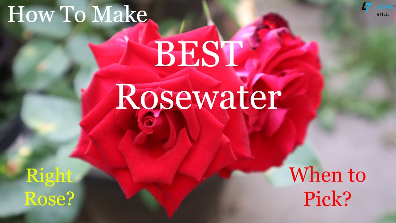 Make the Best Rose Water at Home by Steam Distillation, Right Types of ...
