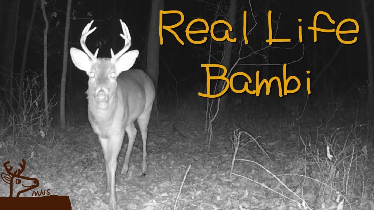 𐂂 Real Life Bambi #1368🦌 - YouTube
